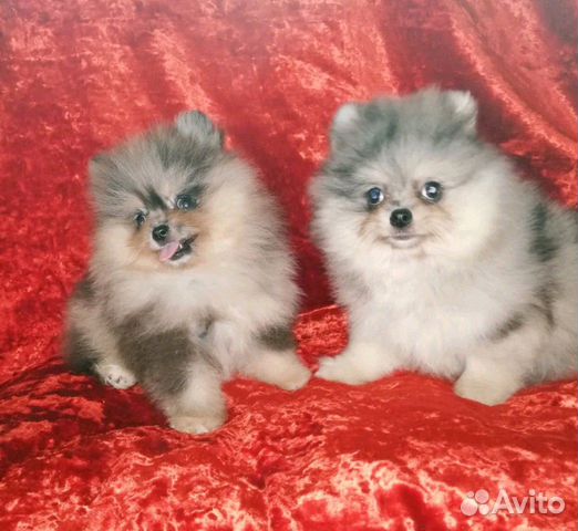 Мерле 2 Супер мальчика