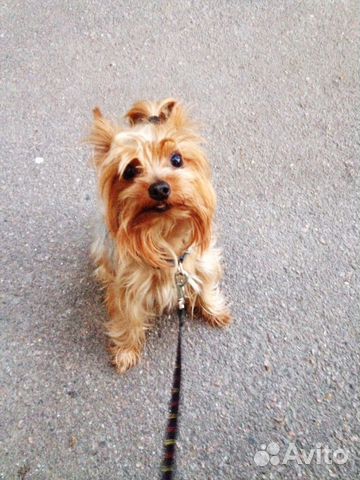 Продам йоркширского терьера