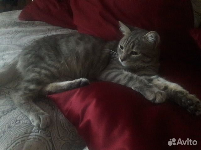 Замечательный кот. 9 месяцев. Мурлыка и ласкуша. В