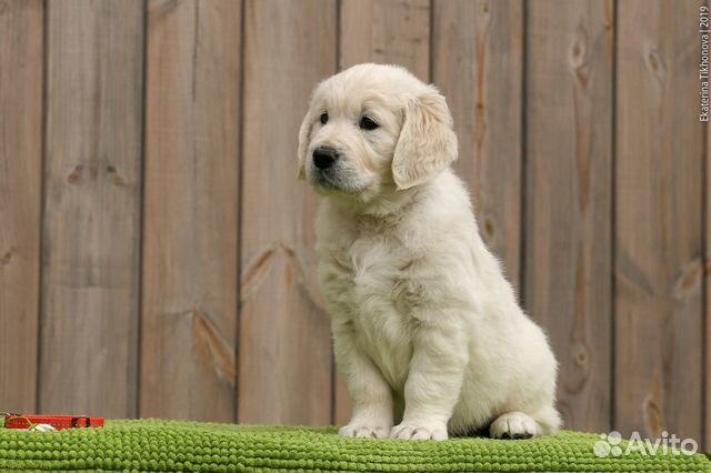 Щенки золотистого ретривера