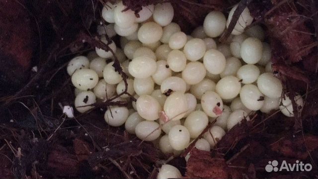 Яйца ахатинов