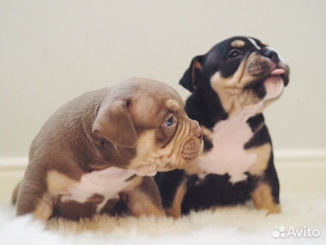 Americanbully Американский булли элит щенки