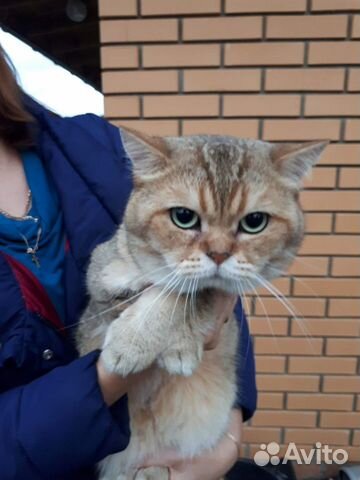 Вязка золотой кот