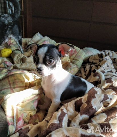 Девочки Изюминка и Черничка