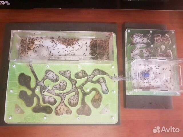 Муравьиная ферма с муравьями