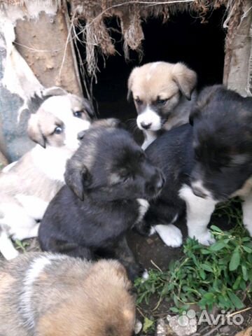 Отдам в дар 5 щенков