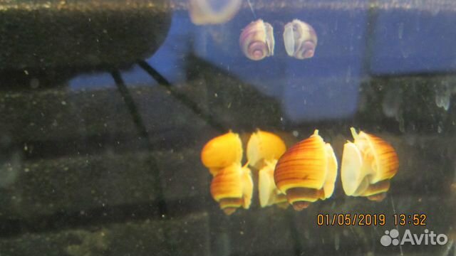 Ампулярии цветные