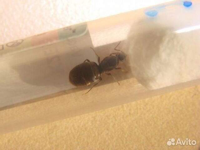Муравьи Lasius Niger (черный садовый) для новичков