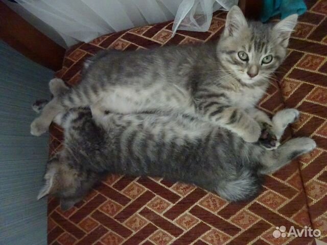 Котята полупородистые от курила