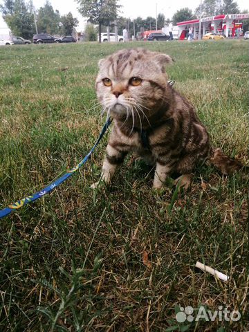 Шотландский кот
