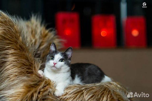 Зефирка - задорная кошка