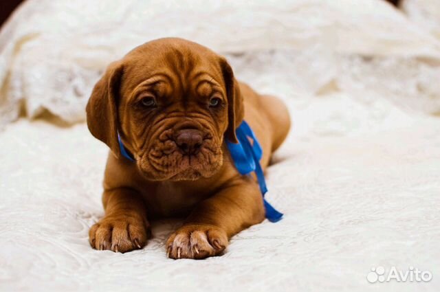 Продаю девчёнок Бордоского дога