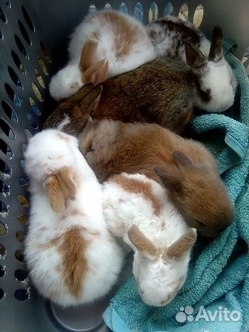 Карликовые крольчата
