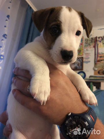 Джек Рассел терьер