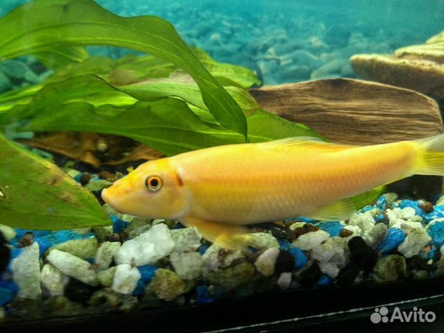 Сомик Гиринохейлус