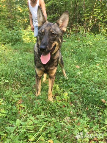 Кобель, щенок- подросток, 7 мес