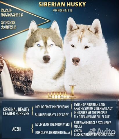 Продаются породистые щенки Сибирский Хаски