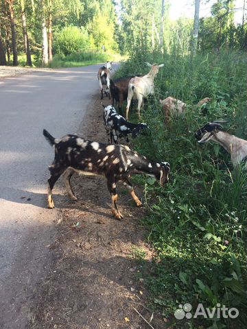 Козлик и козочки