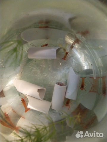 Раки маленькие