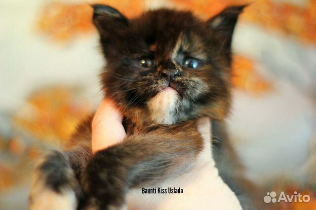 Чудо котёнок Мейн-кун (Питомник)