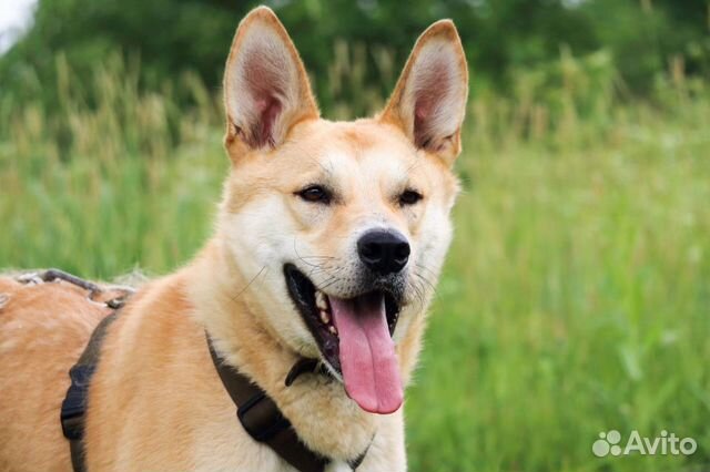 Рыжуля Шакос в дар