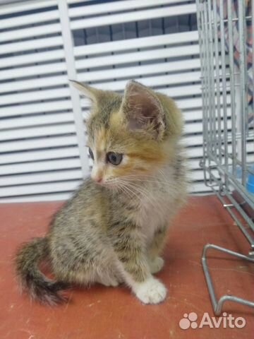 Ласкового котенка в очень добрые руки
