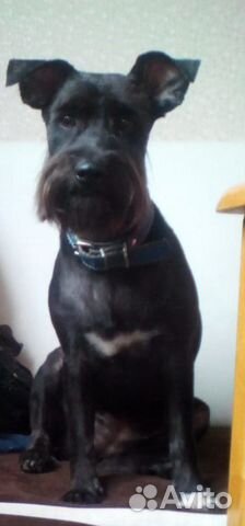 Щенки Тибетского терьера и цвергшнауцера