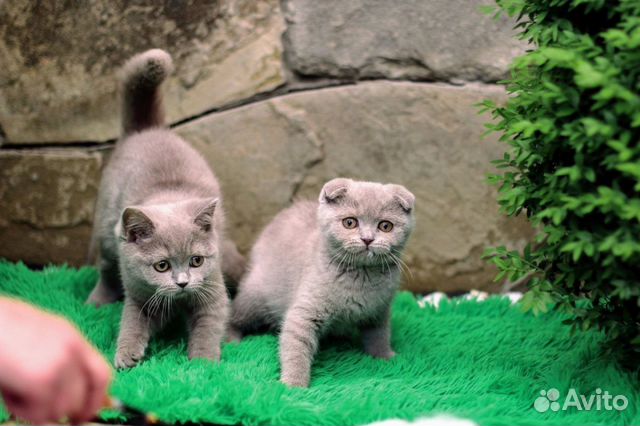Плюшевые шотландцы