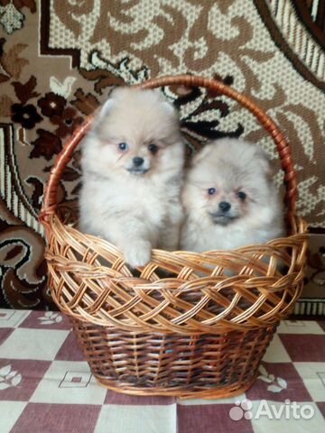 Милейшие создания