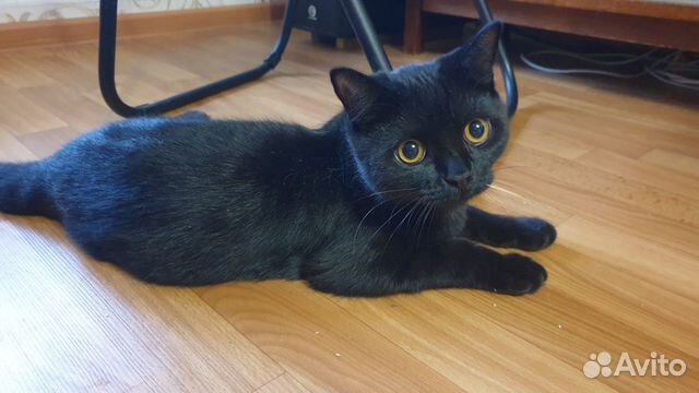 Котёнок,Тишка ищет новых друзей)
