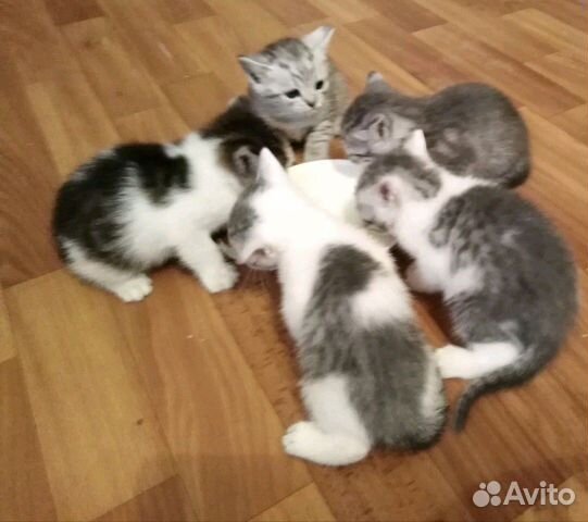 Котята в добрые руки