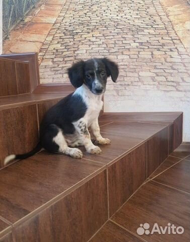 Щенок Помесь Спаниэля