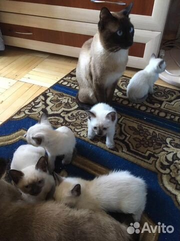 Тайские котята