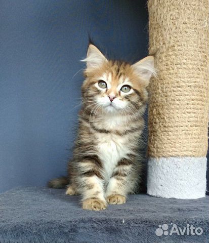 Сибирский котёнок-кошечка черепаха