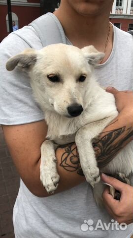 Собака в добрые руки