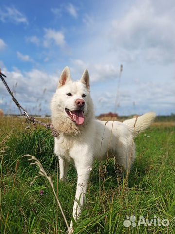 Шикарный пес