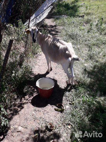 Коза на мясо