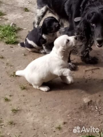 Щенки спаниельки русско охотничьи