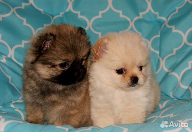 Шпицы мальчики