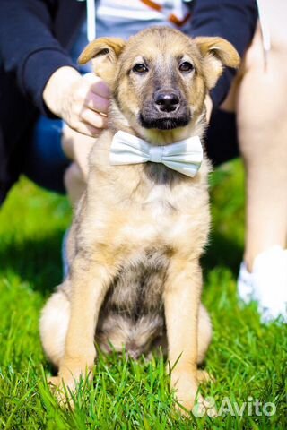 Щенок в добрые руки