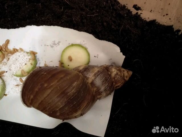 Улитка Ахатина пять месяцев 8 см