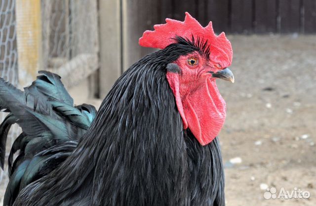 Синь синь Дянь