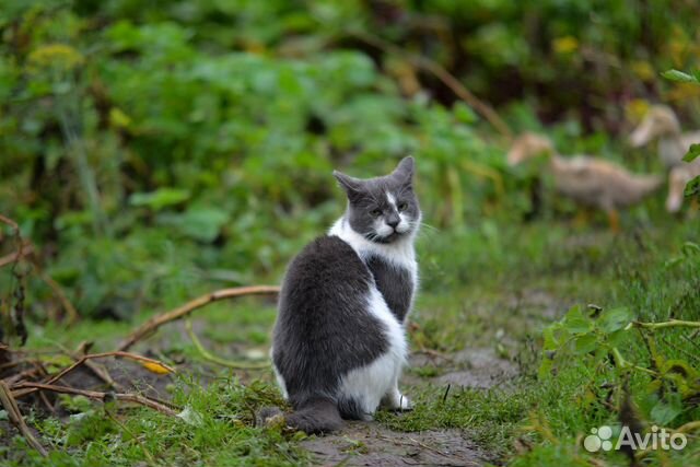 Грустный кот