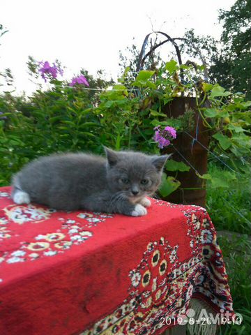 Котенок мальчик, возраст полтора месяца