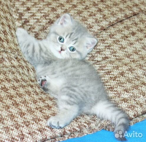 Британский пират