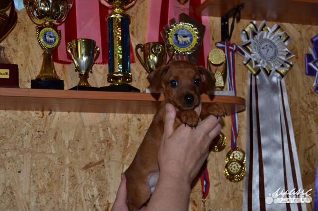 Шикарный рыжий мальчишка