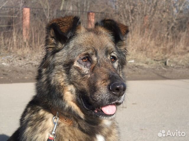 Ева-пушистая красавица ищет дом