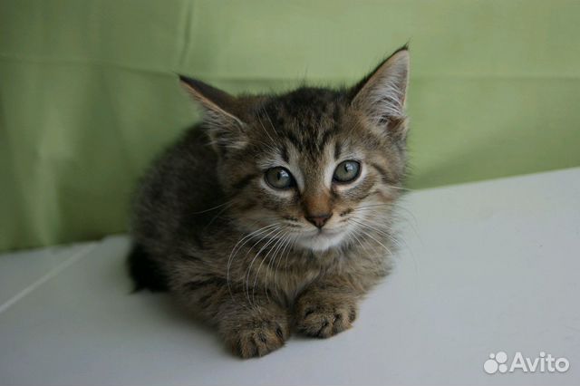 Сладкий тигруля-мальчик 1.5 мес в дар