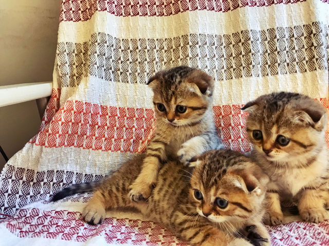 Котята шотландцы