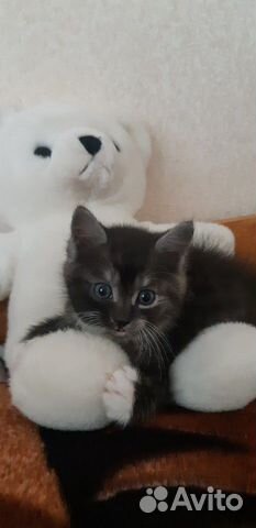 Мальчик от мамы британки